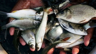 মৎস‌্য বিভাগের সকল খবর