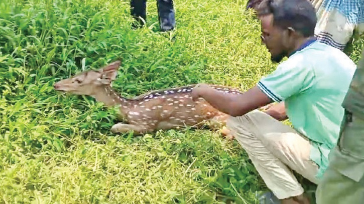 জীবিত চিত্রা হরিণ উদ্ধার করে বনে হস্তান্তর