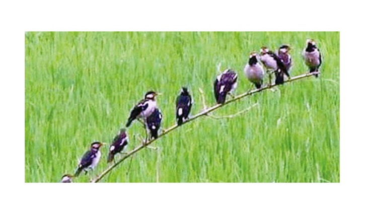 Farmers in Dinajpur gain from eco-friendly parching